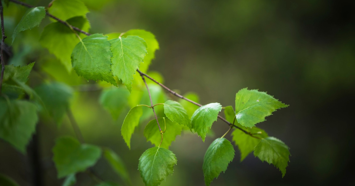 Publications | LUT University