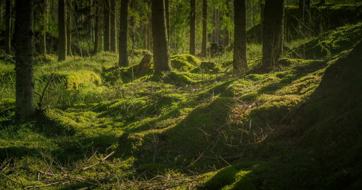 Sustainable Forest Energy in South Savo 2023-2025 (kESme) | LUT University