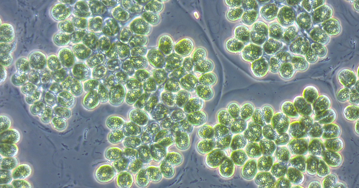 Water Treatment and Algal Biotechnology | LUT University