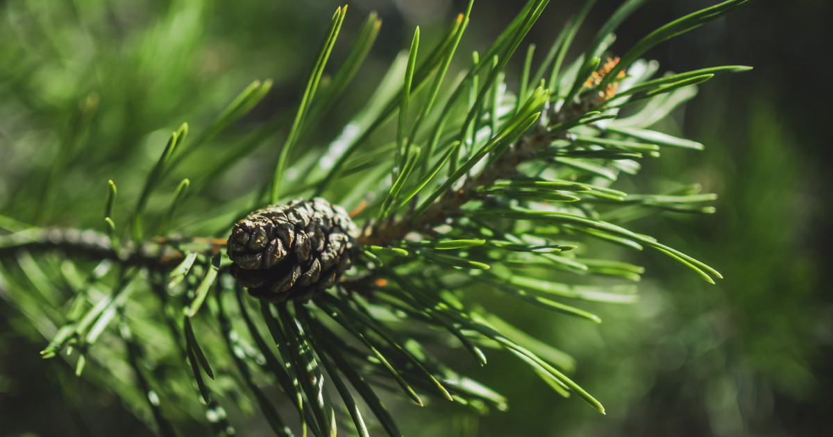 Flagship of Advanced Mathematics for Sensing, Imaging and Modelling ...