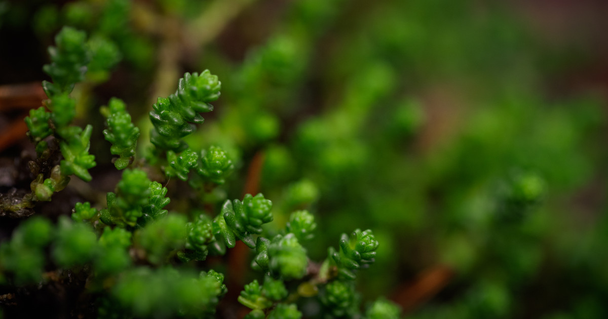 Separation Science 50 Years - Celebratory Seminar | LUT University